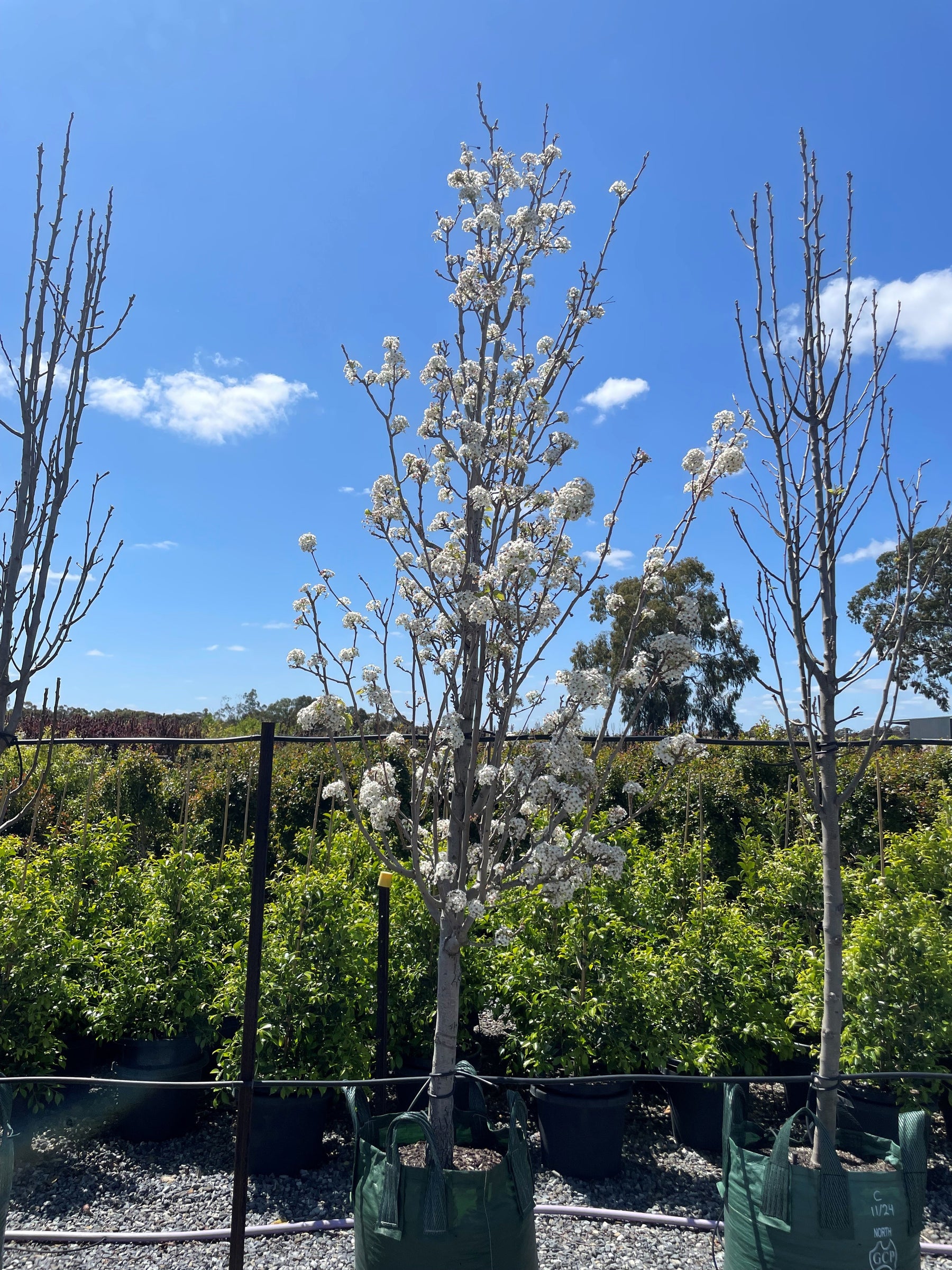 Buy Pyrus calleryana 'Chanticleer' Callery Pear | Adelaide Plant Co