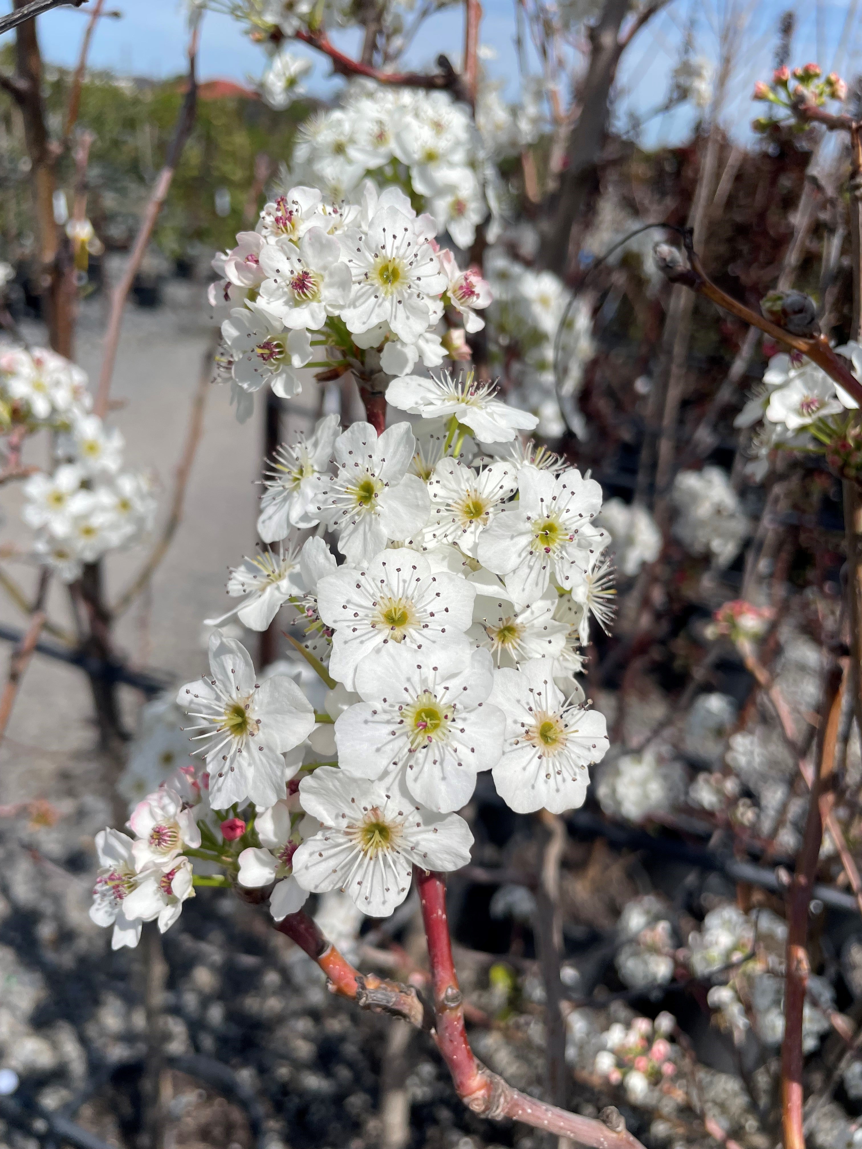Buy Pyrus calleryana 'Cleveland Select' Pear | Adelaide Plant Co