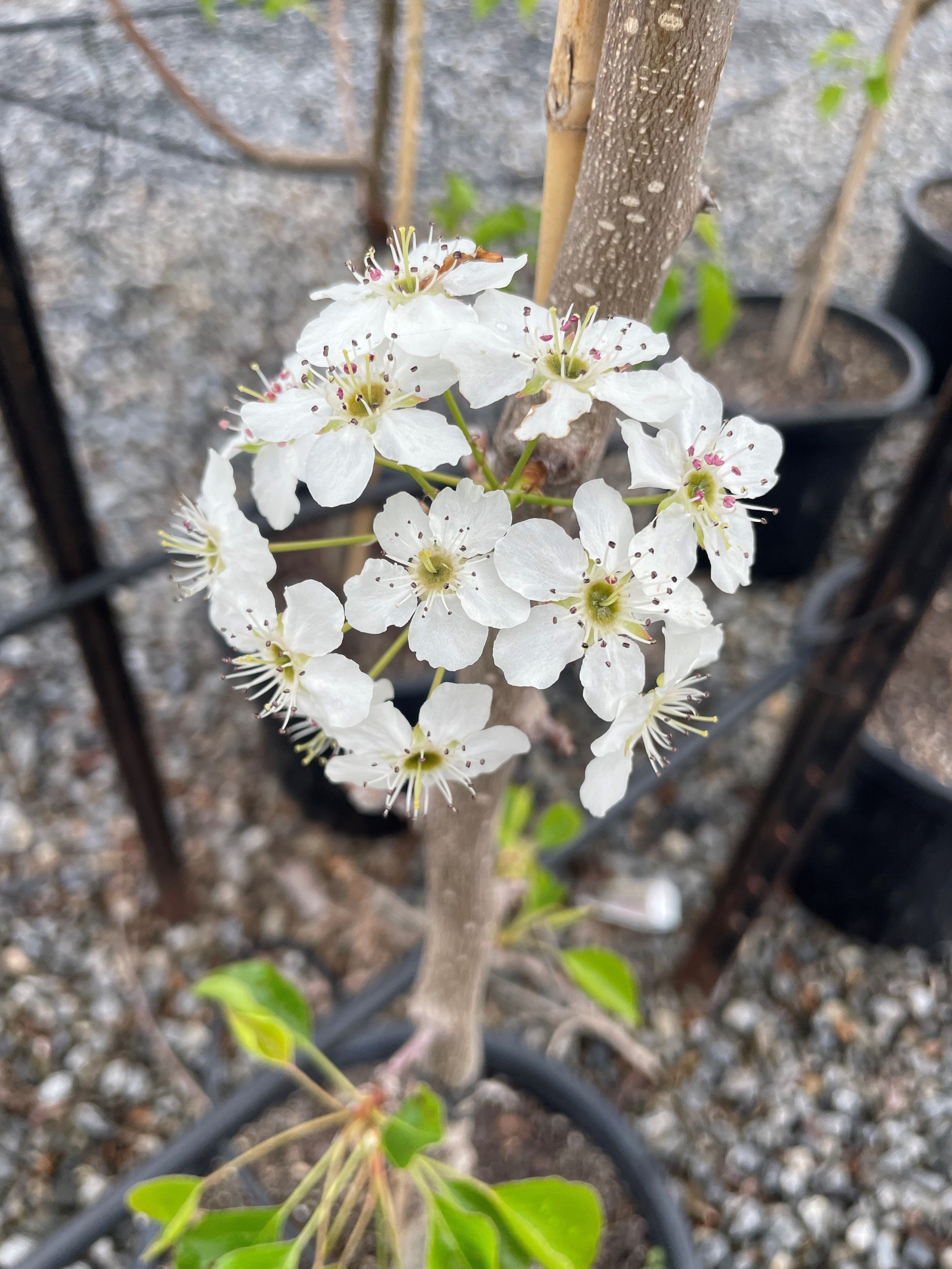 Buy Pyrus ussuriensis Manchurian Pear Ussurian | Adelaide Plant Co