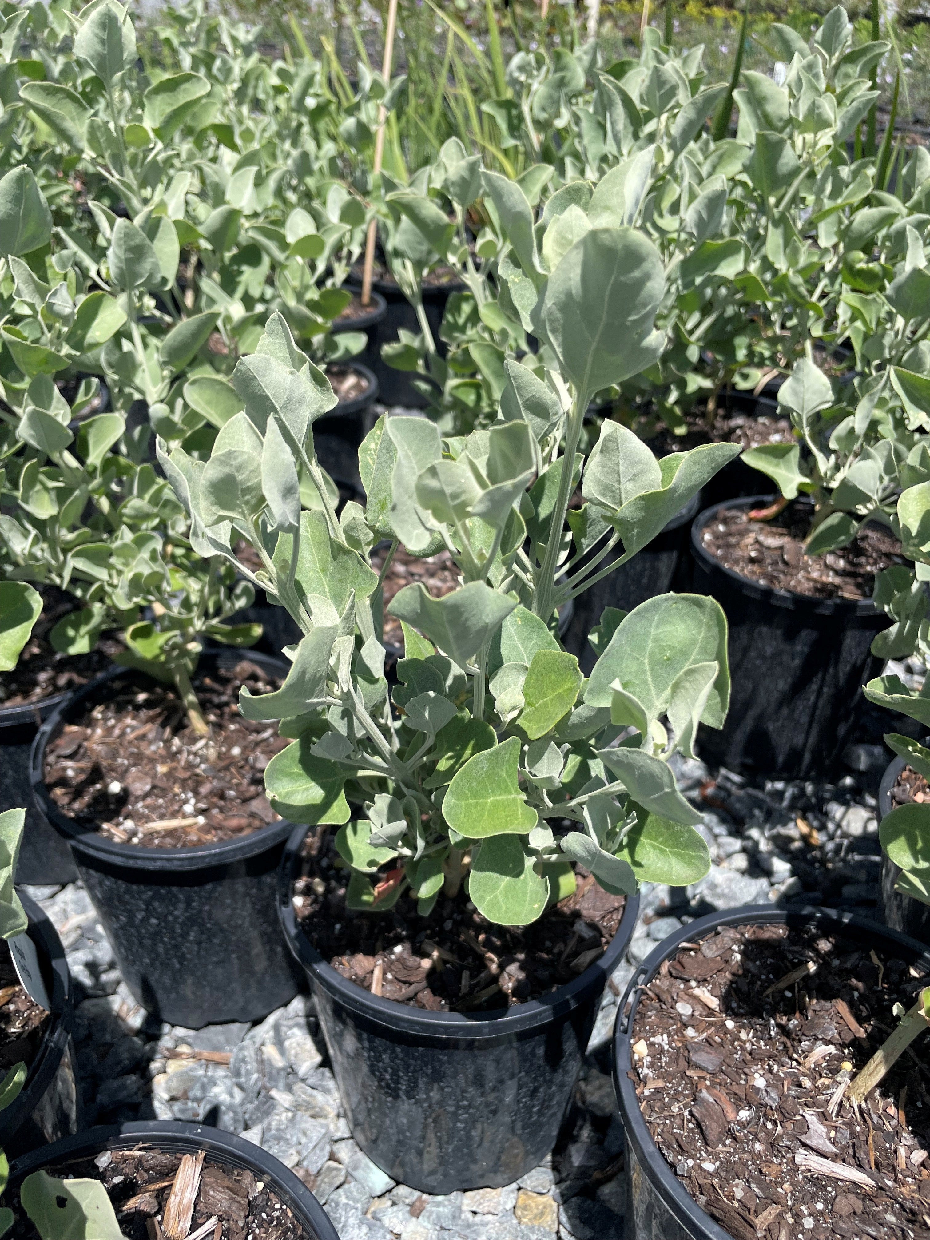 Buy Rhagodia parabolica 'Grey Edge' Saltbush| Adelaide Plant Co