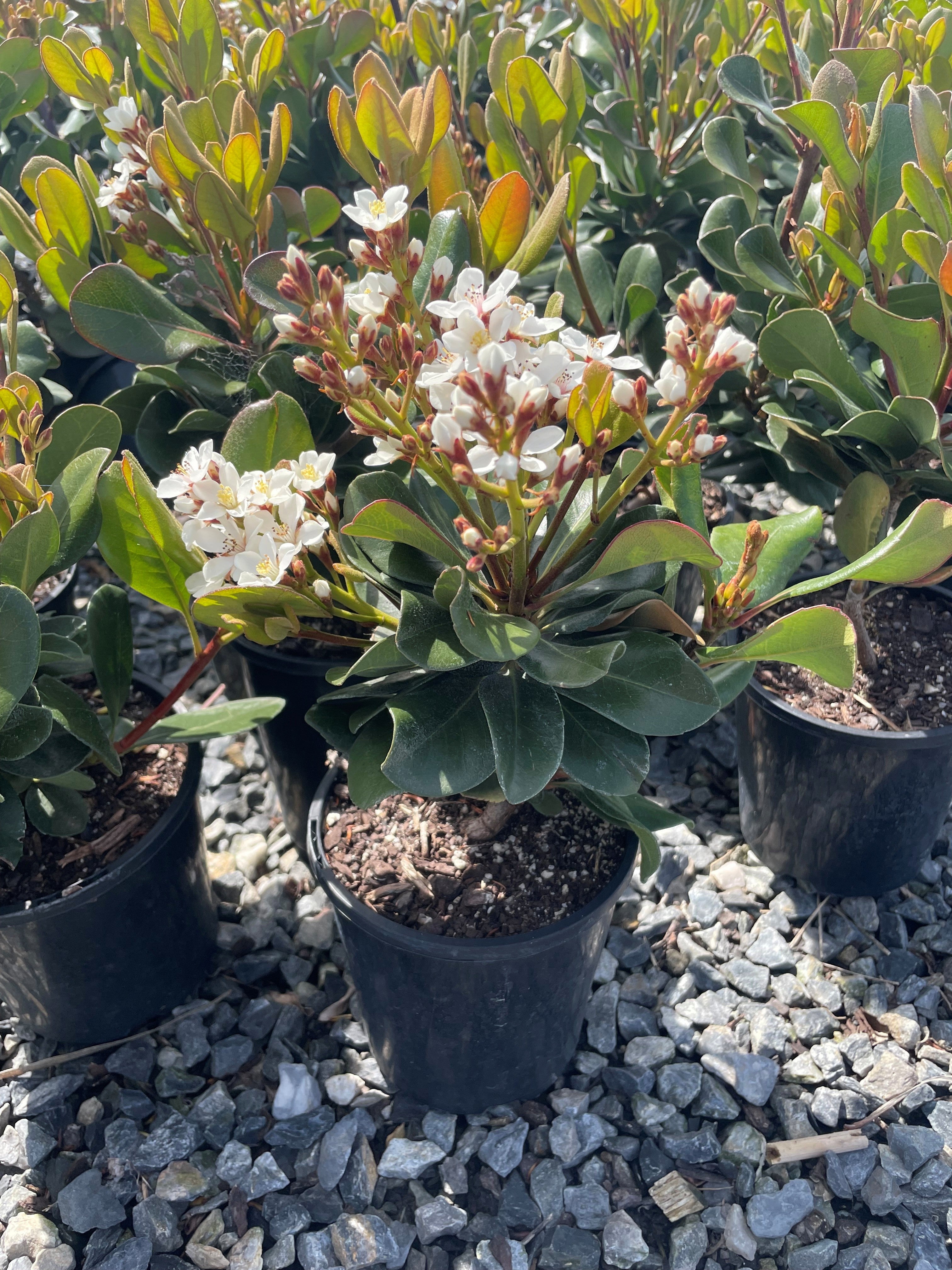 Buy Rhaphiolepis Umbellata Yeddo Japanese Hawthorn | Adelaide Plant Co