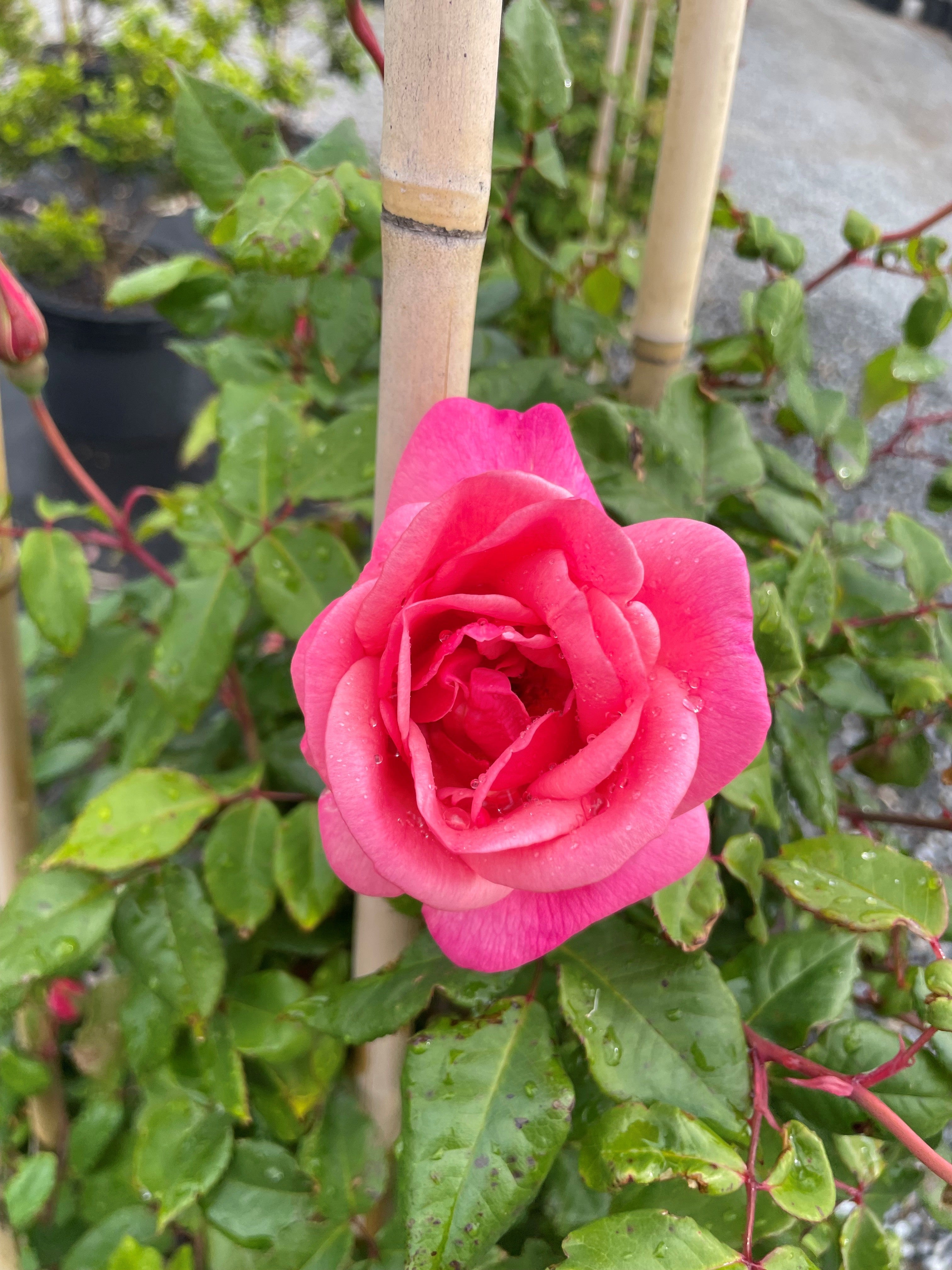 Buy ROSE / Rosa 'Lorraine Lee' Hybrid Tea Rose | Adelaide Plant Co