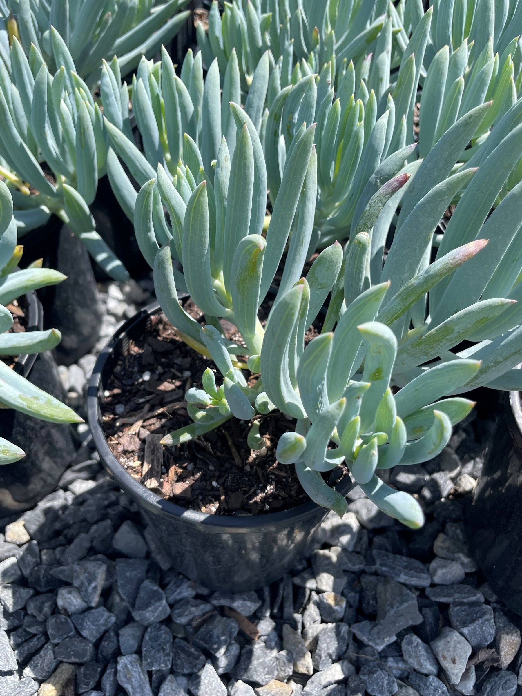 Buy Senecio mandraliscae Blue Chalk Sticks Finger | Adelaide Plant Co