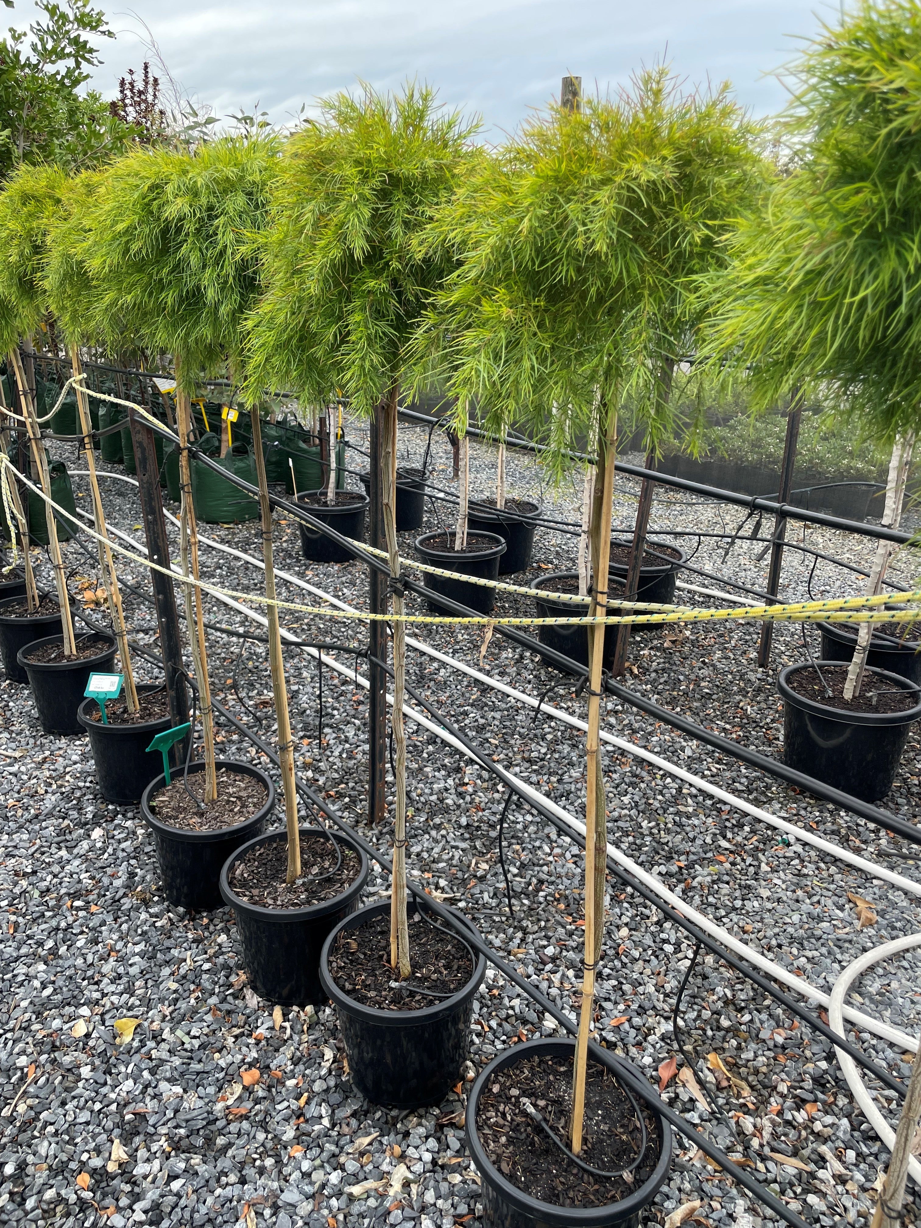 Buy STANDARD / Acacia cognata 'Limelight' Wattle | Adelaide Plant Co