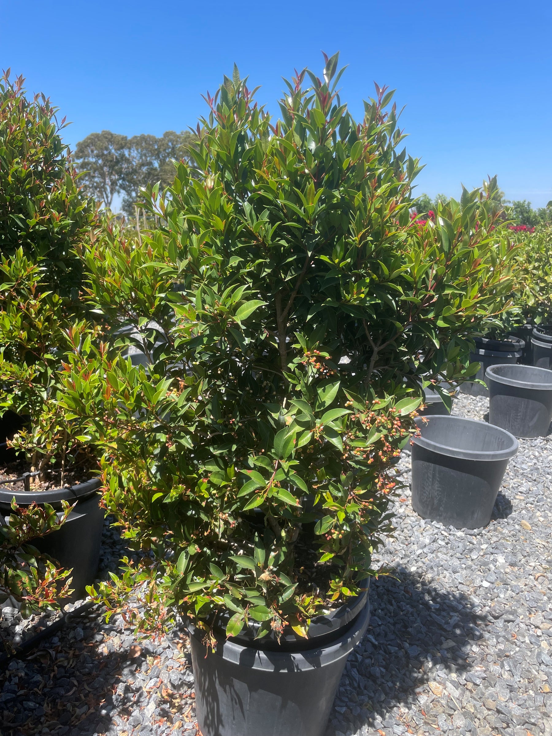 Buy Syzygium australe 'Winter Lights' Lilly Pilly | Adelaide Plant Co