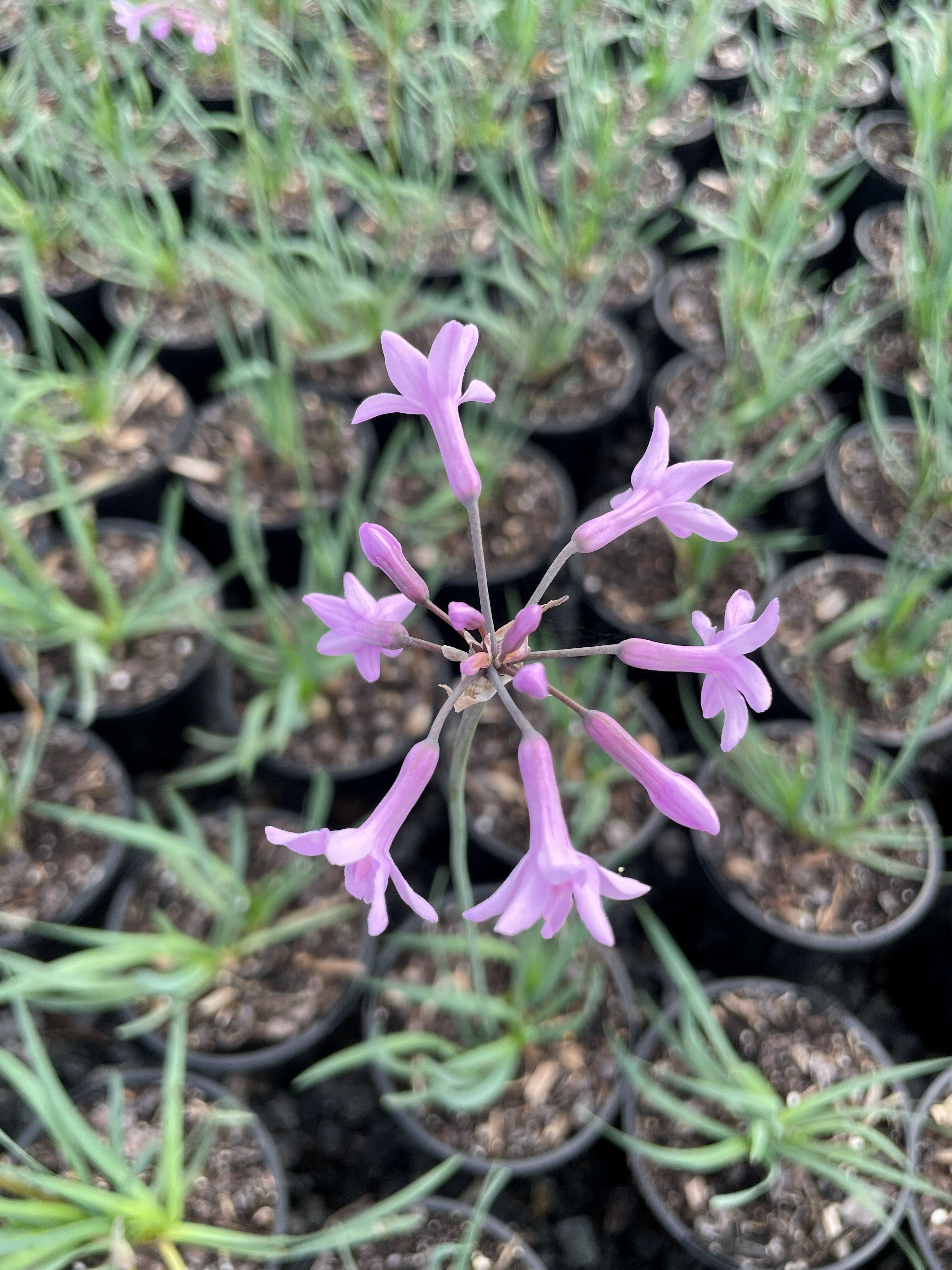 Buy Tulbaghia violacea Society Garlic | Adelaide Plant Co