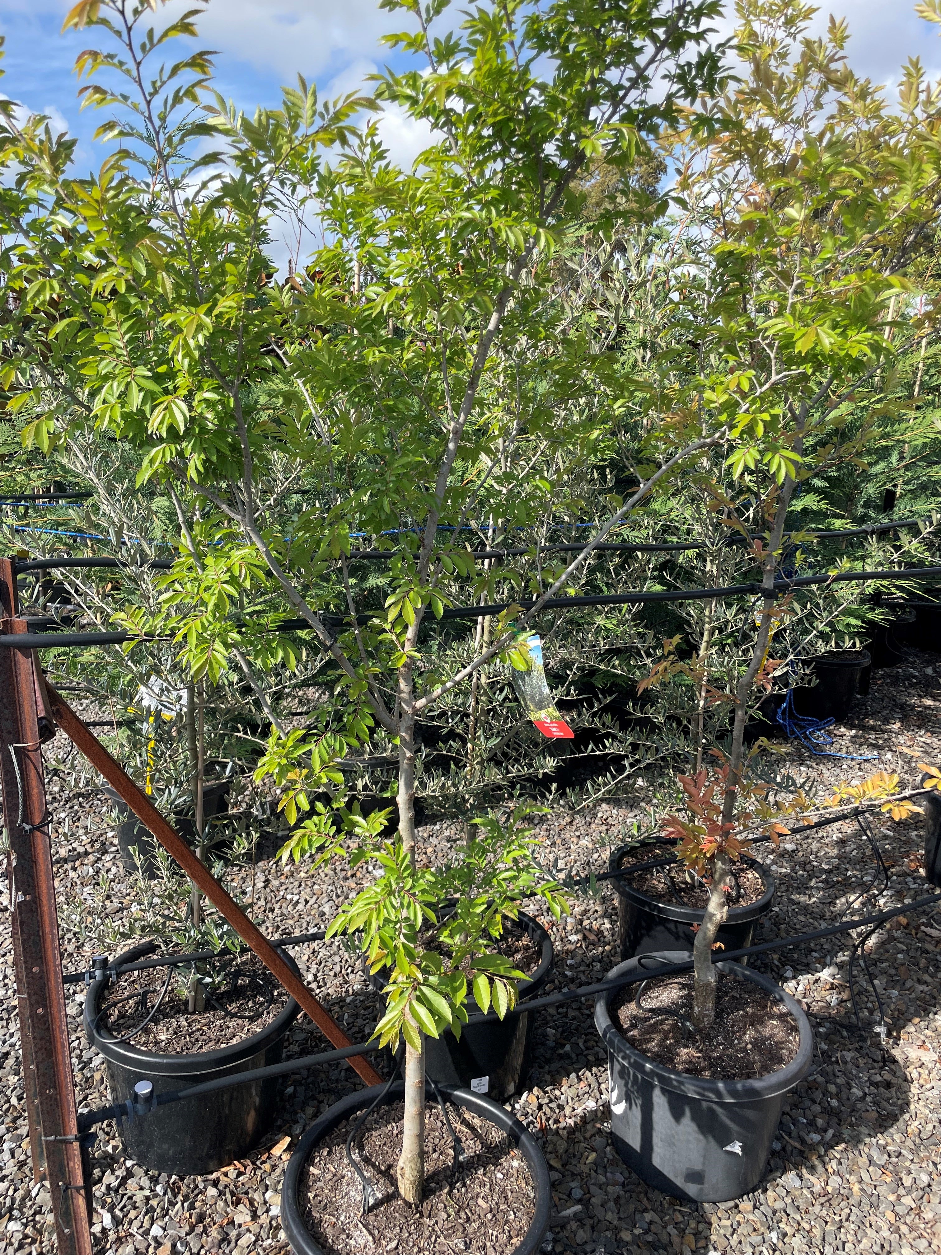 Buy Ulmus parvifolia 'Todd' Chinese Elm | Adelaide Plant Co