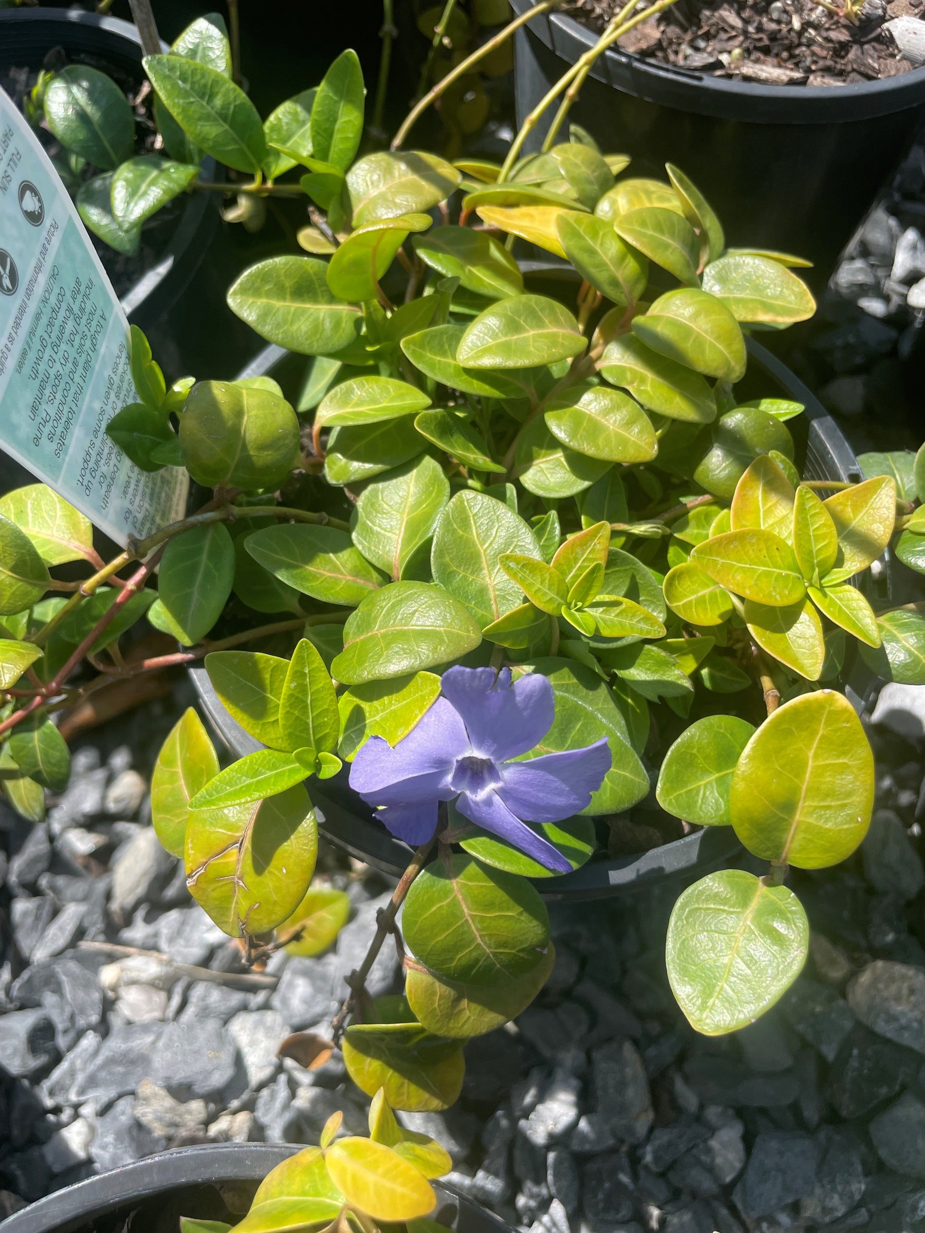 Buy Vinca minor 'Darts Blue' Periwinkle Dwarf | Adelaide Plant Co