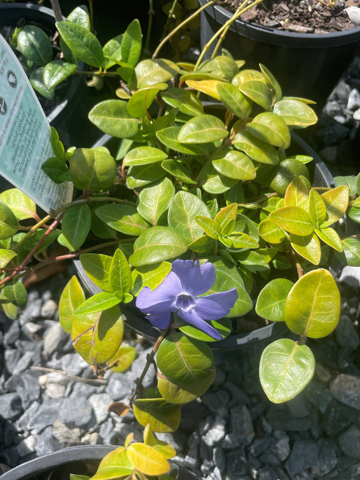 Buy Vinca minor 'Darts Blue' Periwinkle Dwarf | Adelaide Plant Co