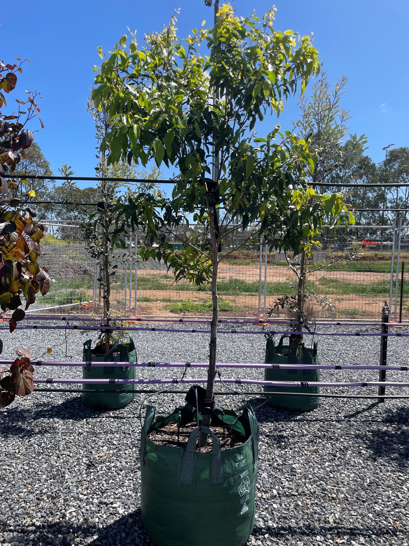 Buy Waterhousea Floribunda 'Green Avenue' Weeping| Adelaide Plant Co