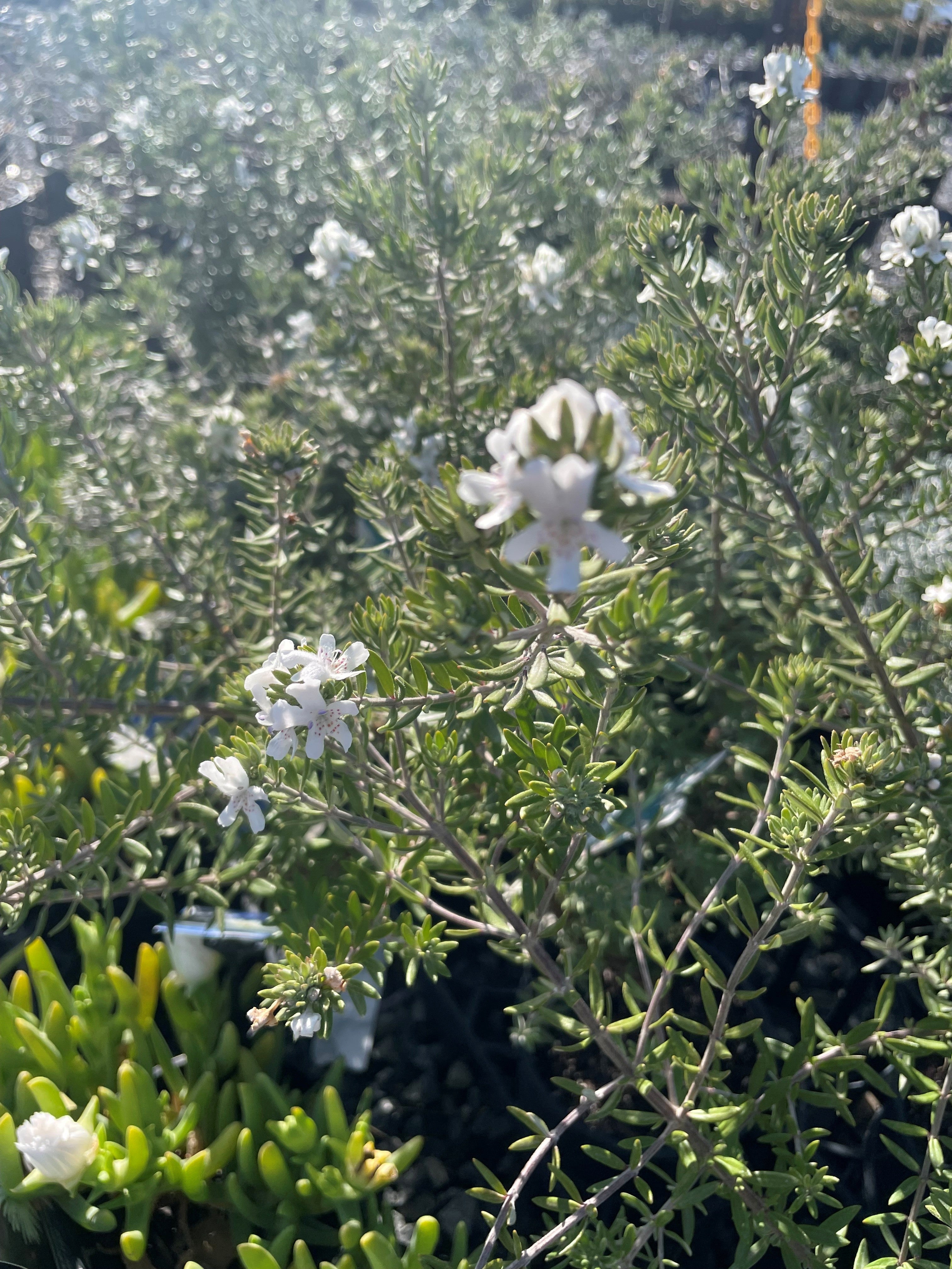 Buy Westringia Fruticosa 'Mundi' Coastal Rosemary | Adelaide Plant Co