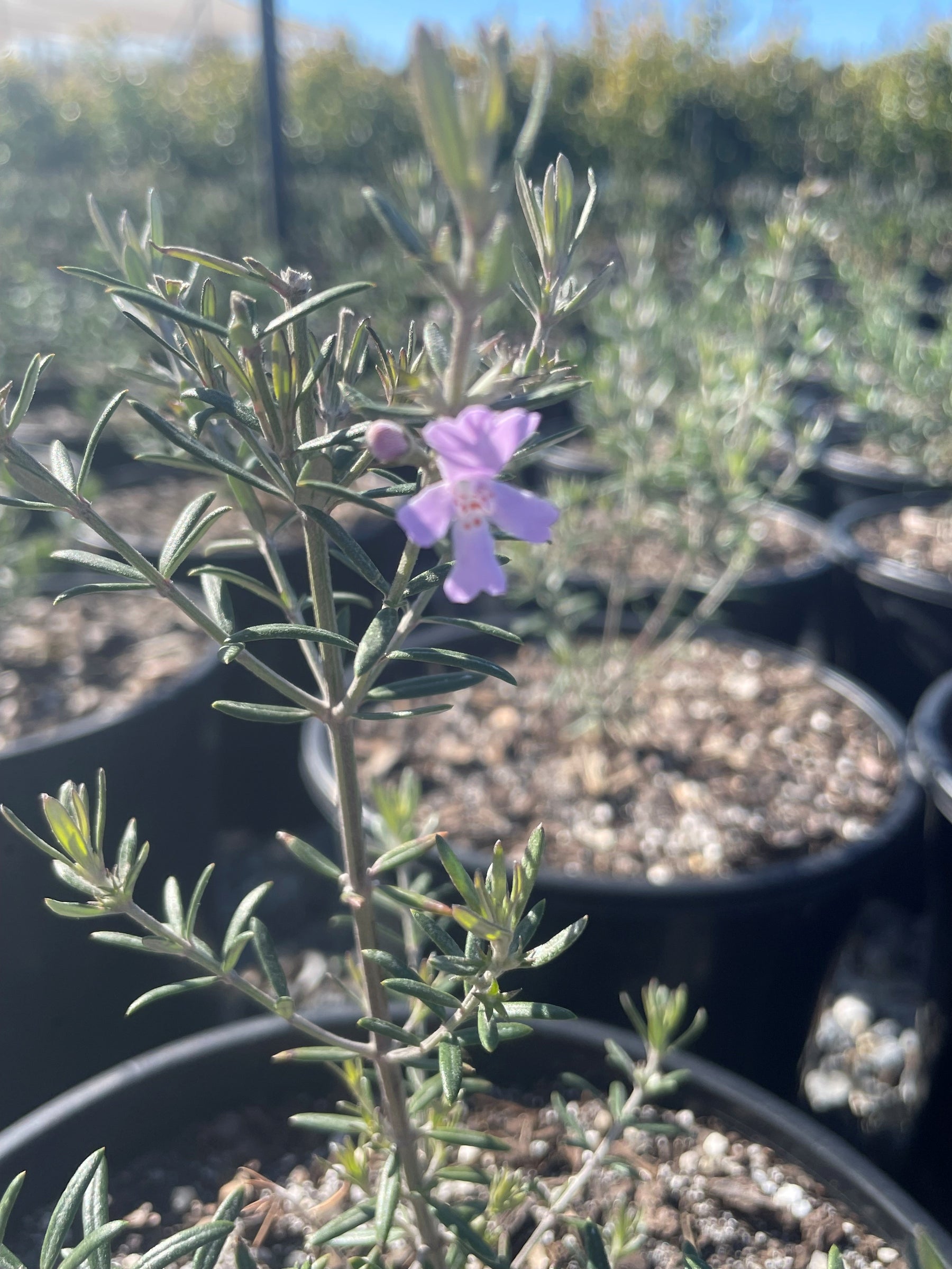 Buy Westringia hybrid 'Naringa' Native Rosemary | Adelaide Plant Co