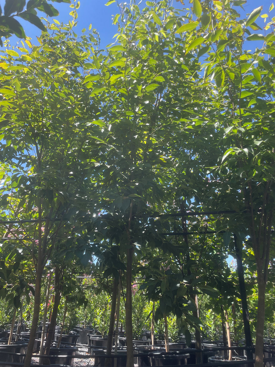 Buy Zelkova serrata 'Musashino' Japanese Elm | Adelaide Plant Co