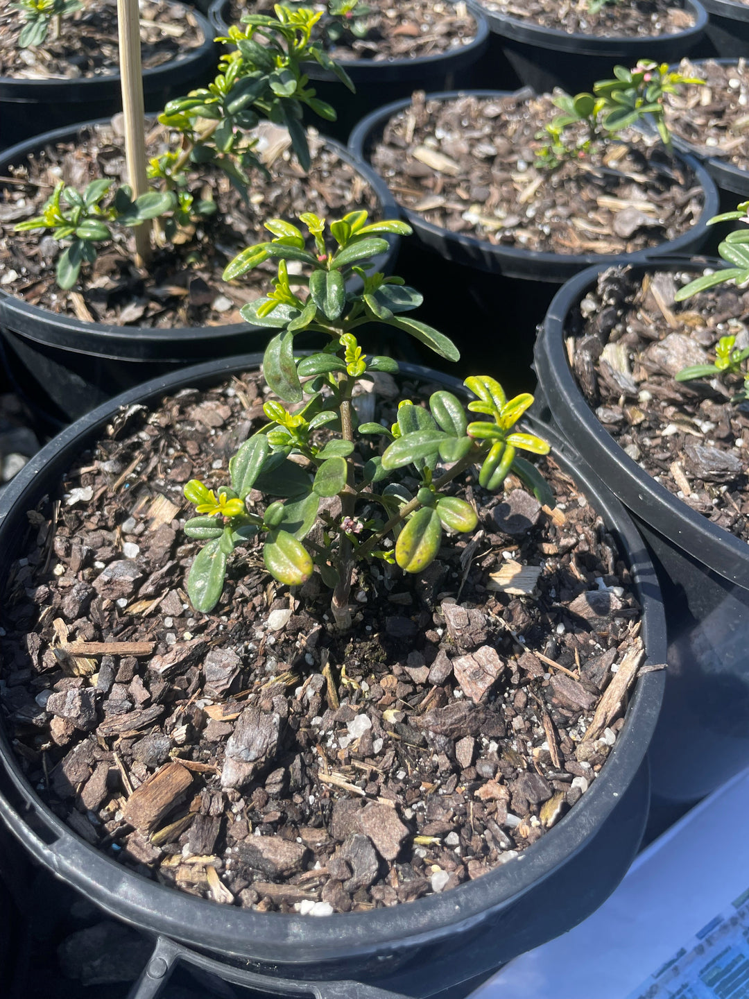 Buy Zieria prostrata Headland Prostrate | Adelaide Plant Co