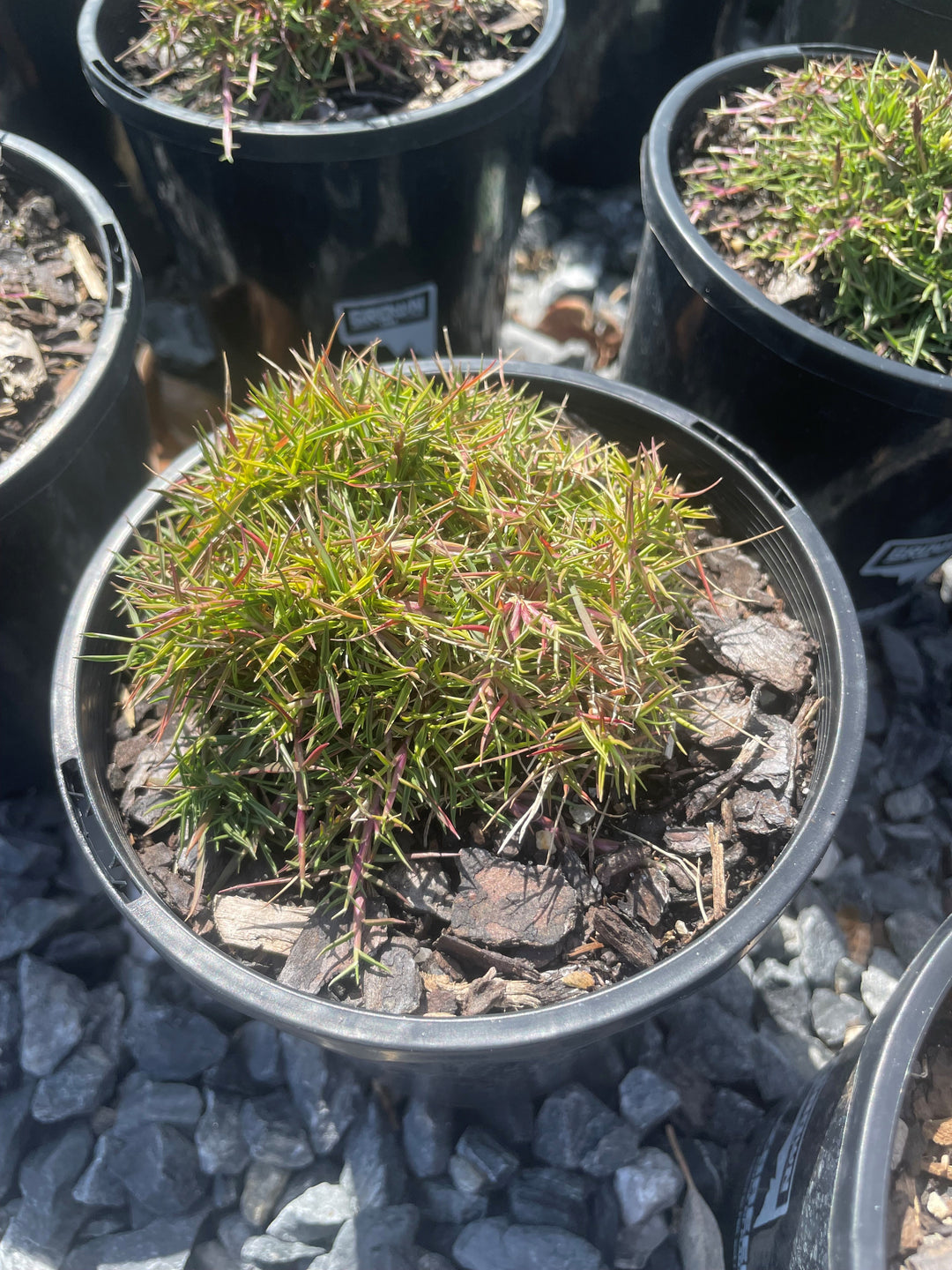 Buy Zoysia native hybrid 'Zen Grass' Lawn | Adelaide Plant Co